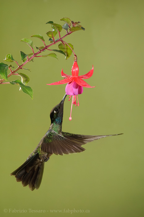 MAGNIFICENT HUMMINGBIRD at FUCHSIA | San Gerardo Valley • Costa Rica ...